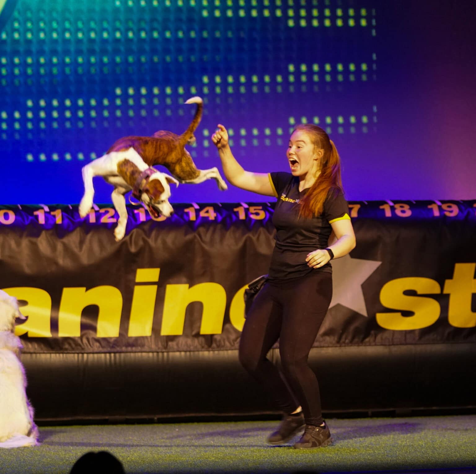 The Canine Stars | Garde Arts Center